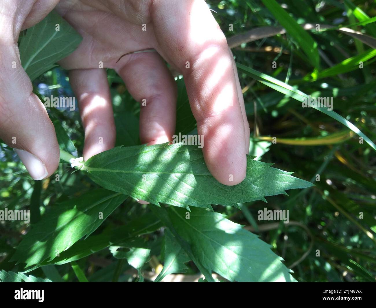 Rough Bugleweed (Lycopus asper Stock Photo - Alamy