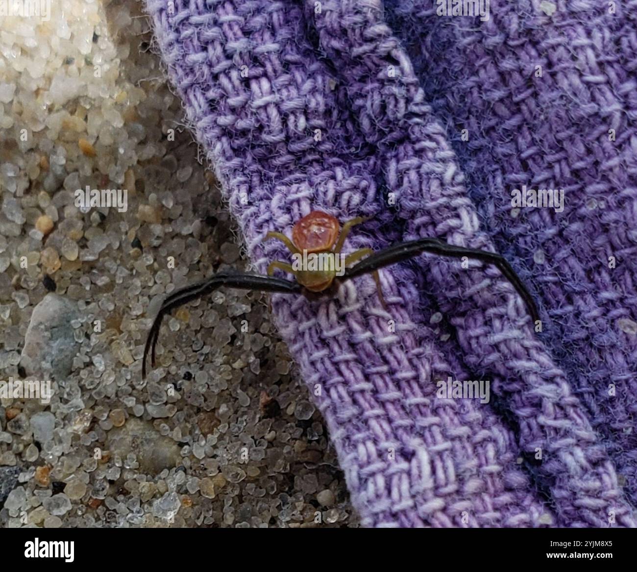 White-banded Crab Spider (Misumenoides formosipes Stock Photo - Alamy
