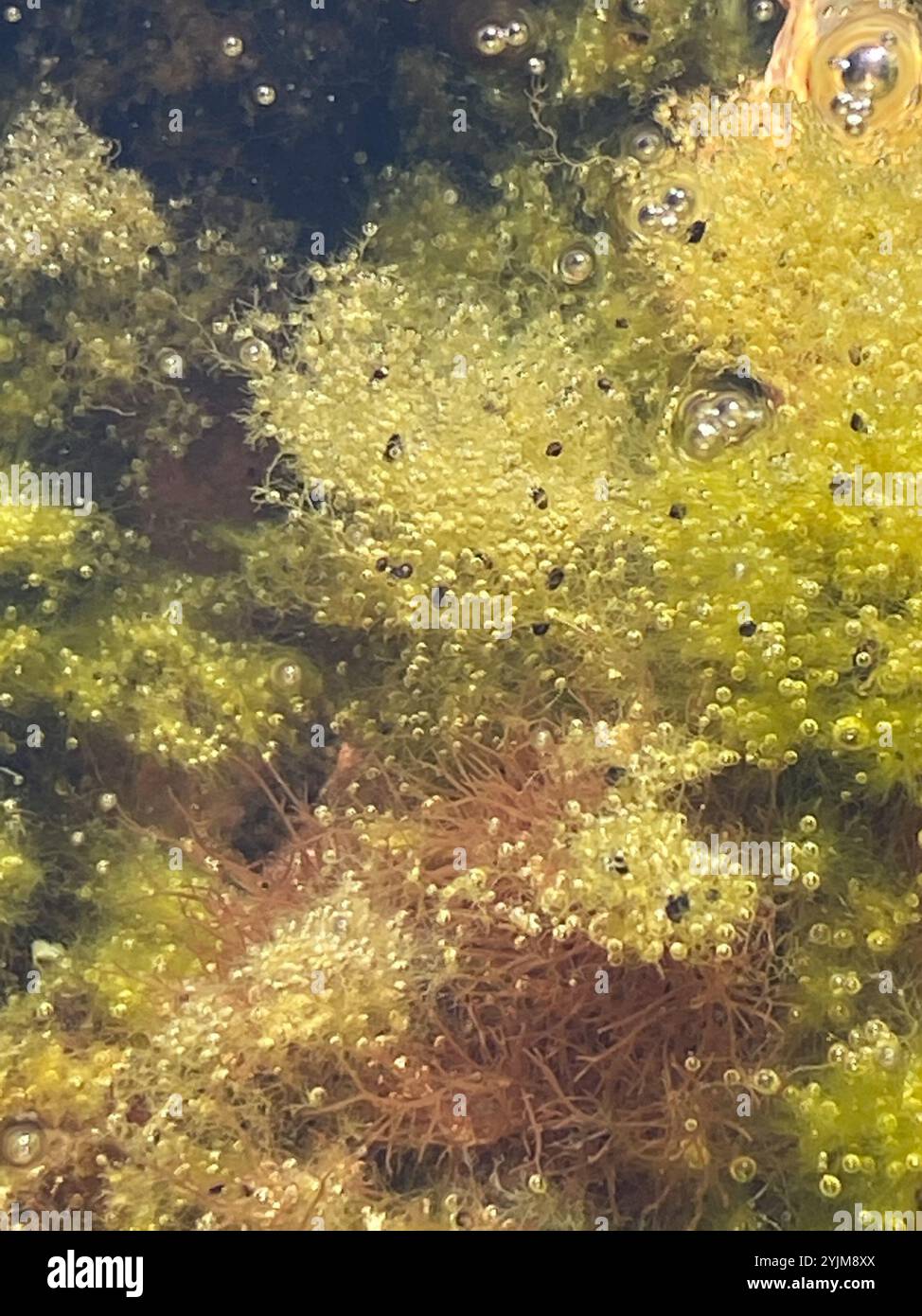 green algae (Chlorophyta Stock Photo - Alamy