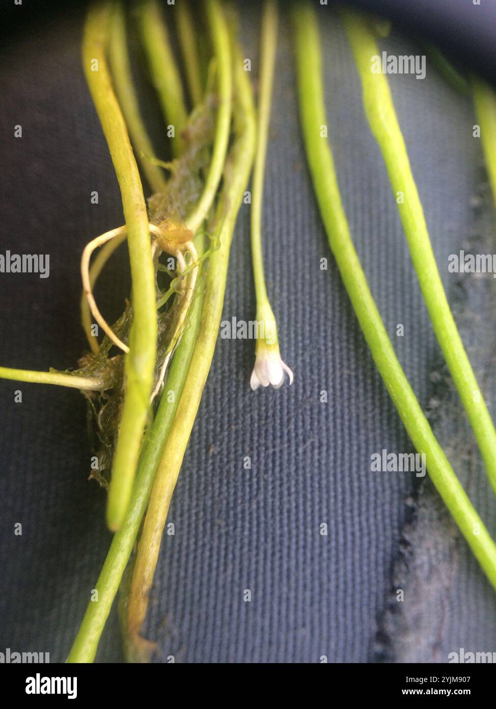 delta mudwort (Limosella australis Stock Photo - Alamy