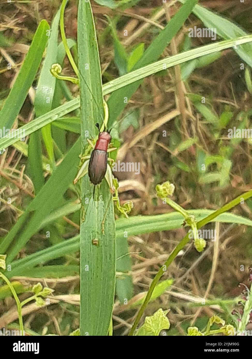 Red headed bush cricket hi-res stock photography and images - Alamy