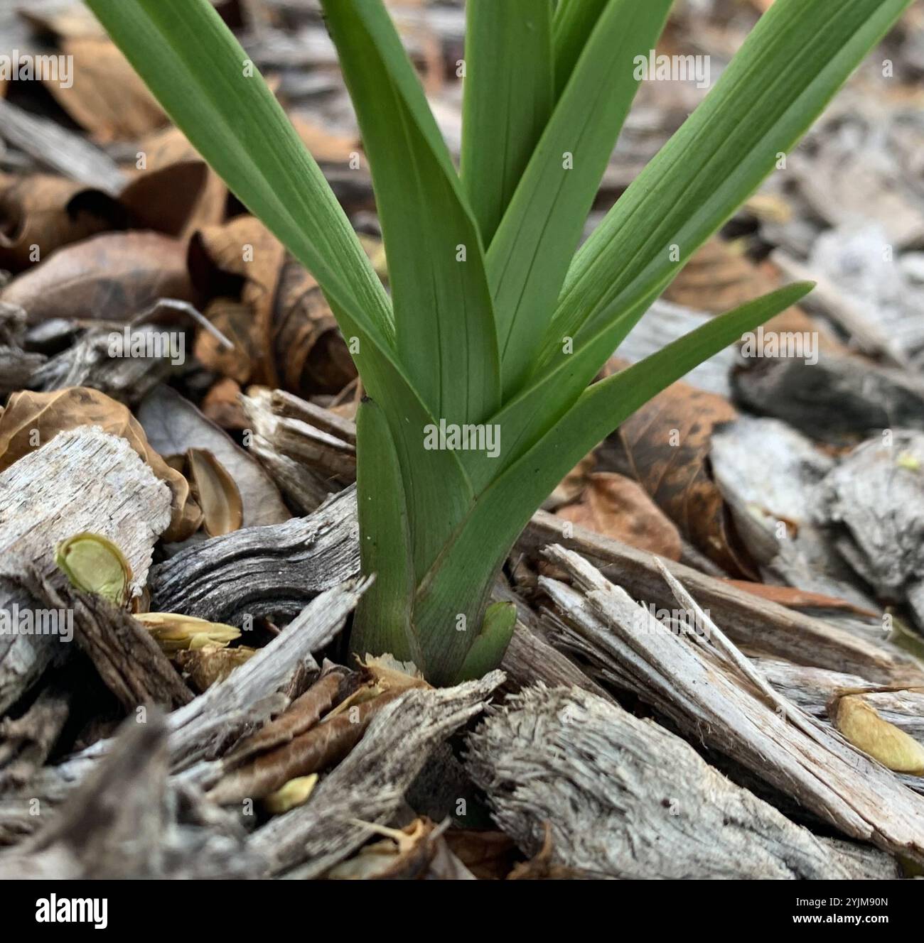 Chinese Crown Orchid (Eulophia graminea Stock Photo - Alamy