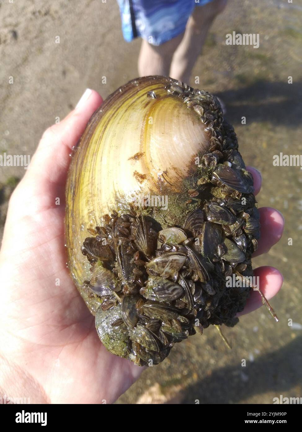 Fragile Papershell (Potamilus fragilis Stock Photo - Alamy