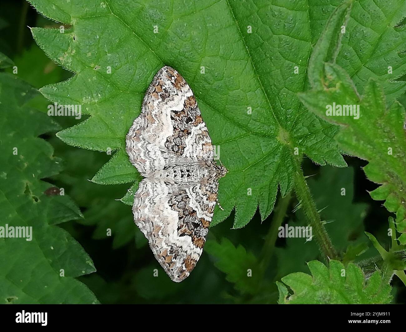 Common Carpet Moth (Epirrhoe alternata Stock Photo - Alamy