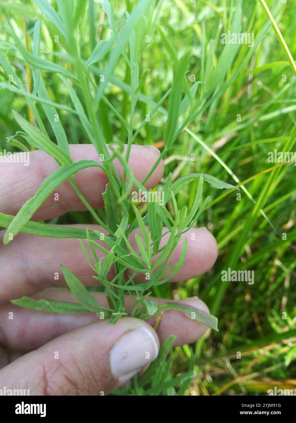 flowering plants (Angiospermae Stock Photo - Alamy