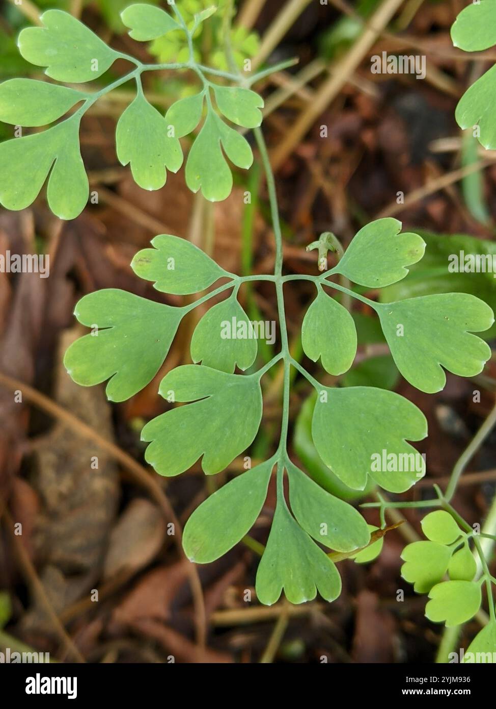 Yellow Fumitory (Pseudofumaria lutea Stock Photo - Alamy