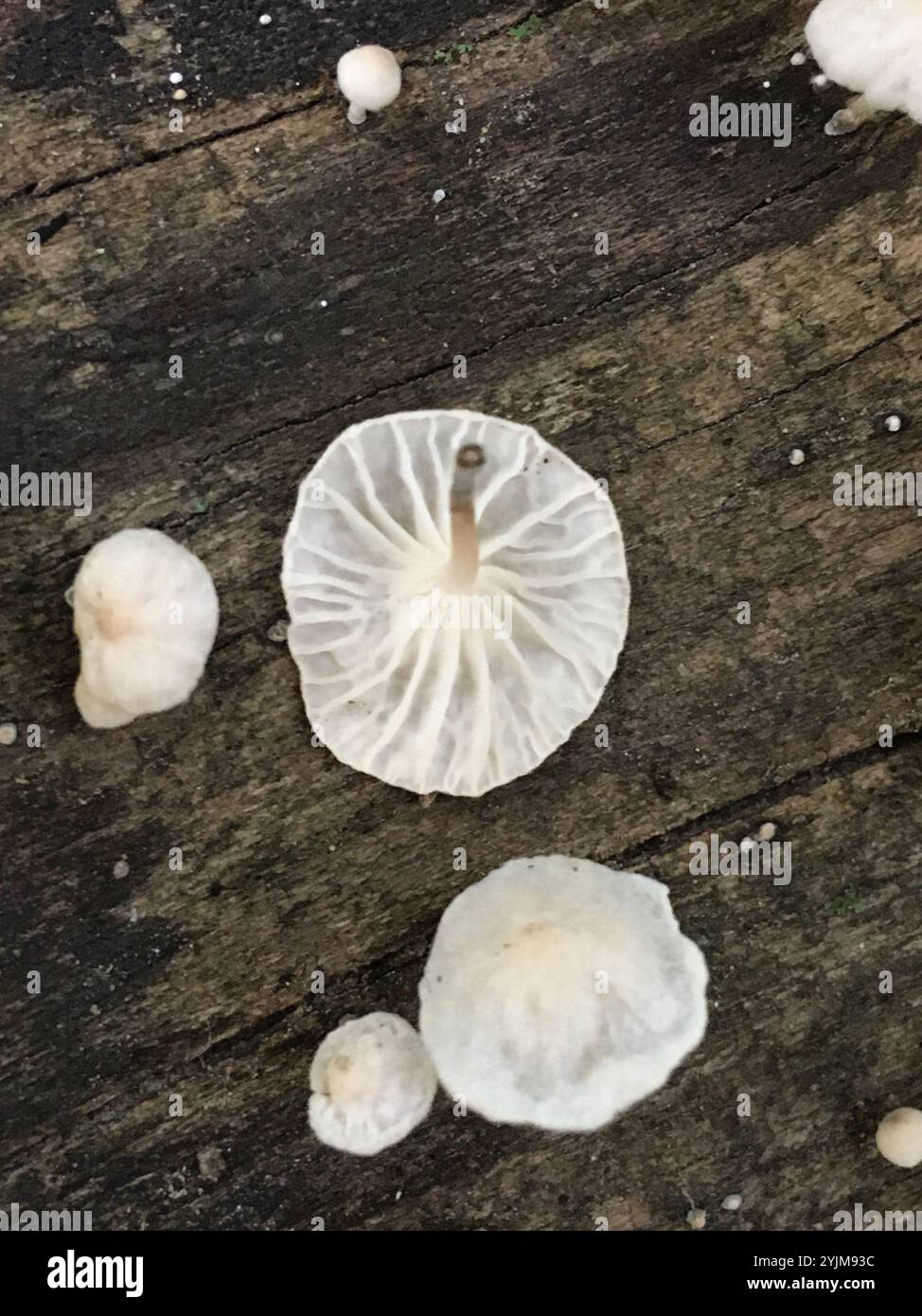 Fairy Parachutes (Marasmiellus candidus Stock Photo - Alamy