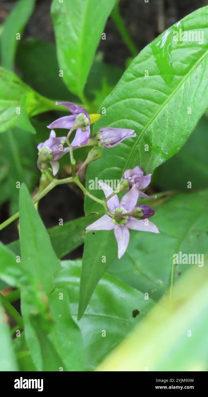 bittersweet nightshade (Solanum dulcamara Stock Photo - Alamy