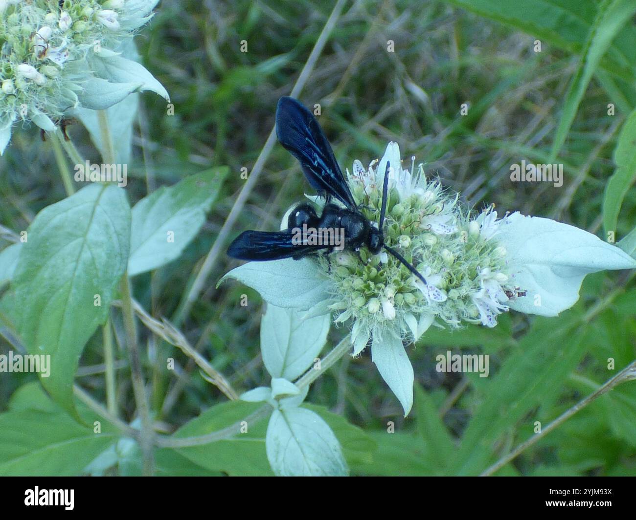 Double-banded Scoliid Wasp (Scolia bicincta Stock Photo - Alamy