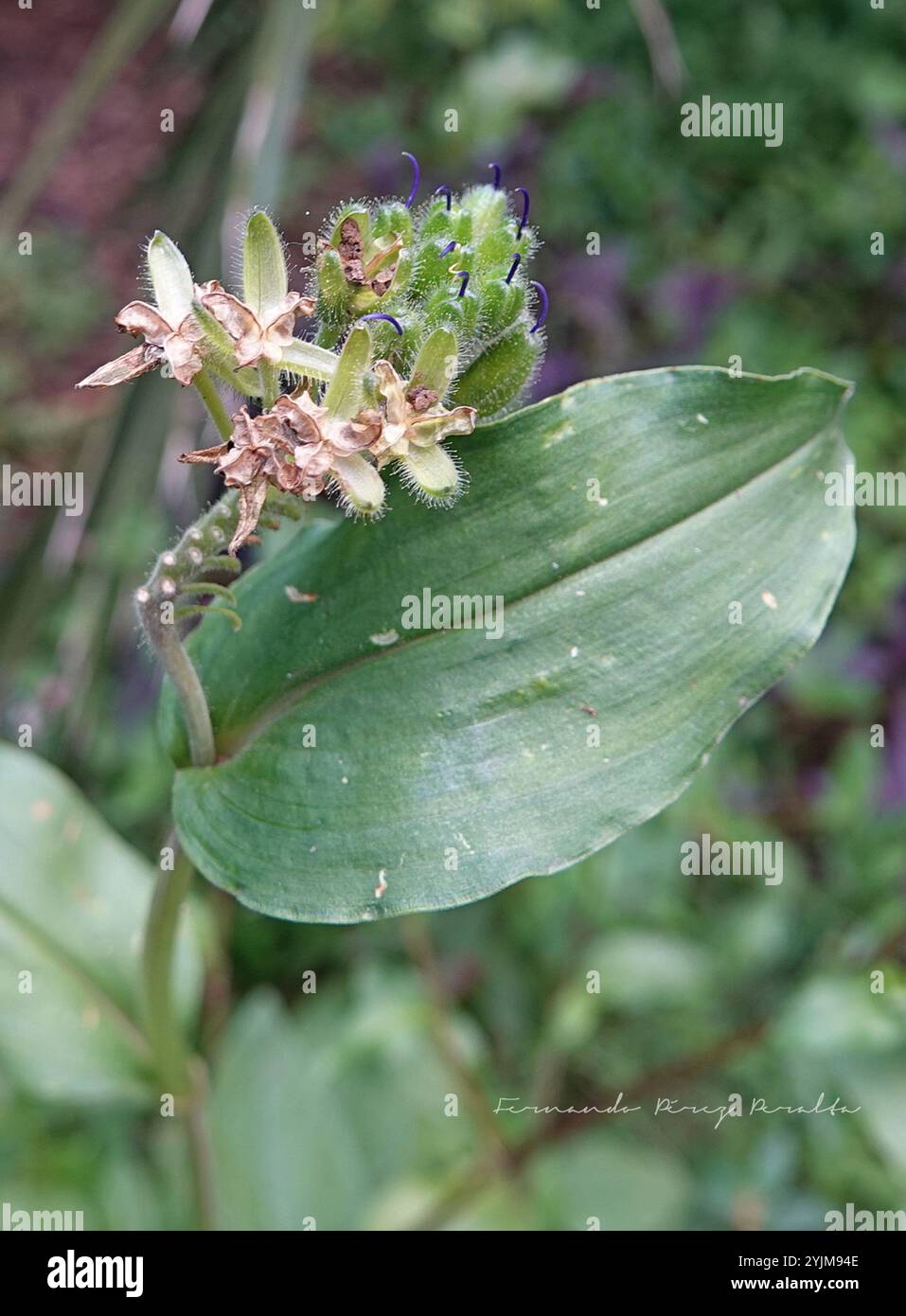 Tinantia erecta hi-res stock photography and images - Alamy