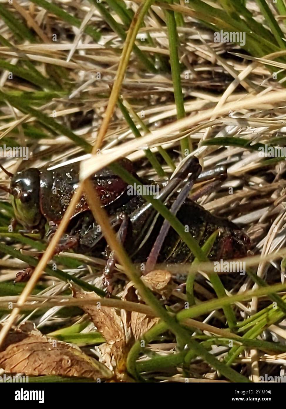 Mormon Cricket (Anabrus simplex Stock Photo - Alamy