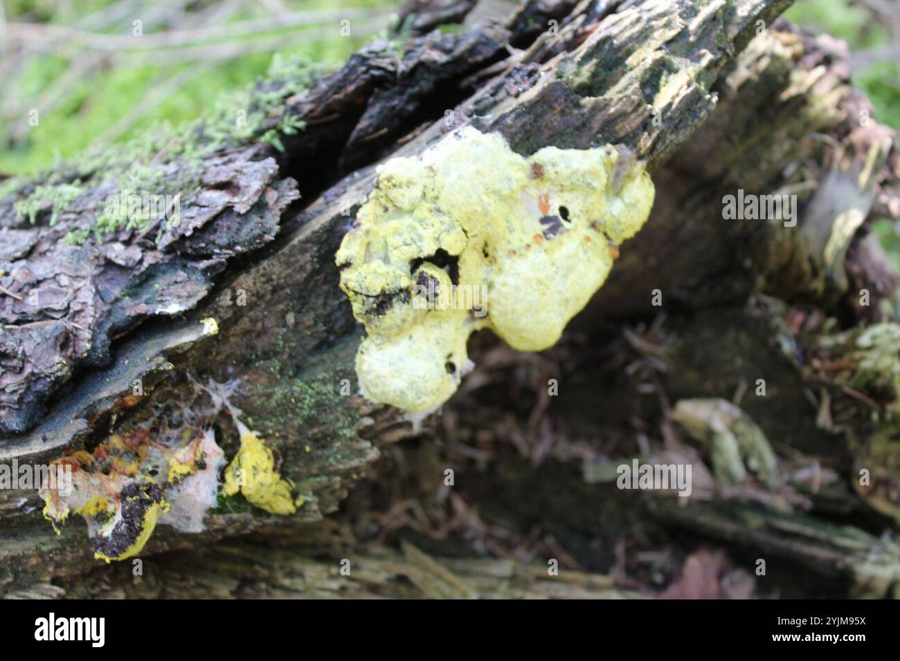 Dog Vomit Slime Mold (Fuligo septica Stock Photo - Alamy