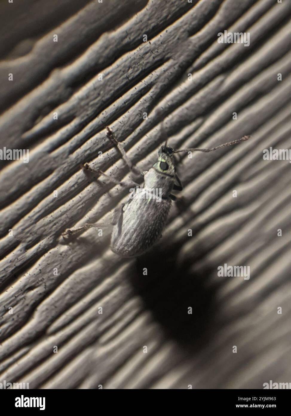 Asian Oak Weevil (Cyrtepistomus castaneus Stock Photo - Alamy