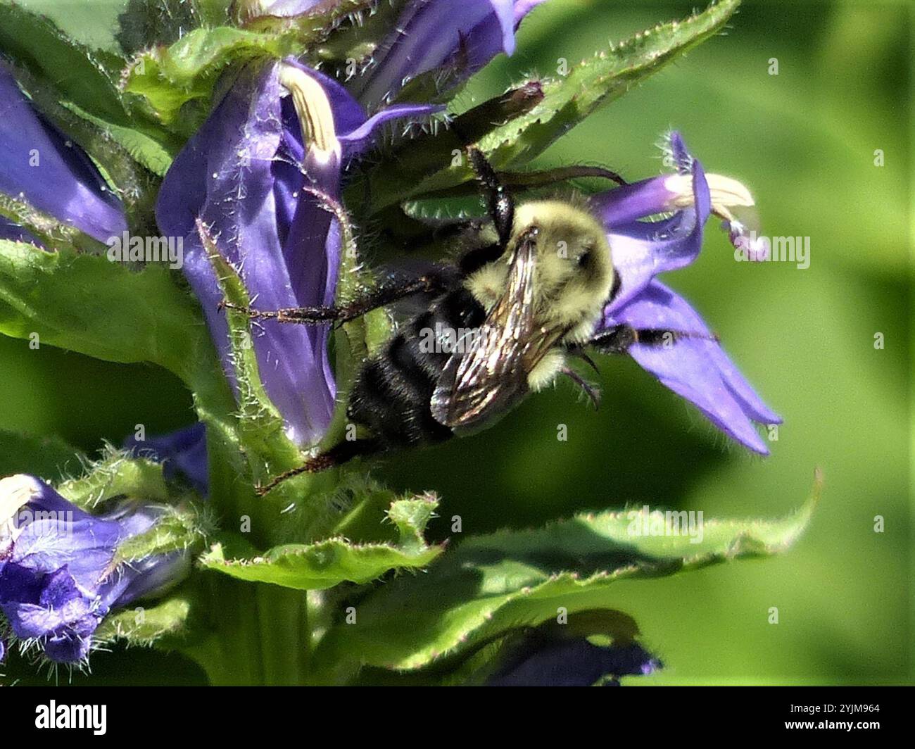 Common Eastern Bumble Bee (Bombus impatiens Stock Photo - Alamy