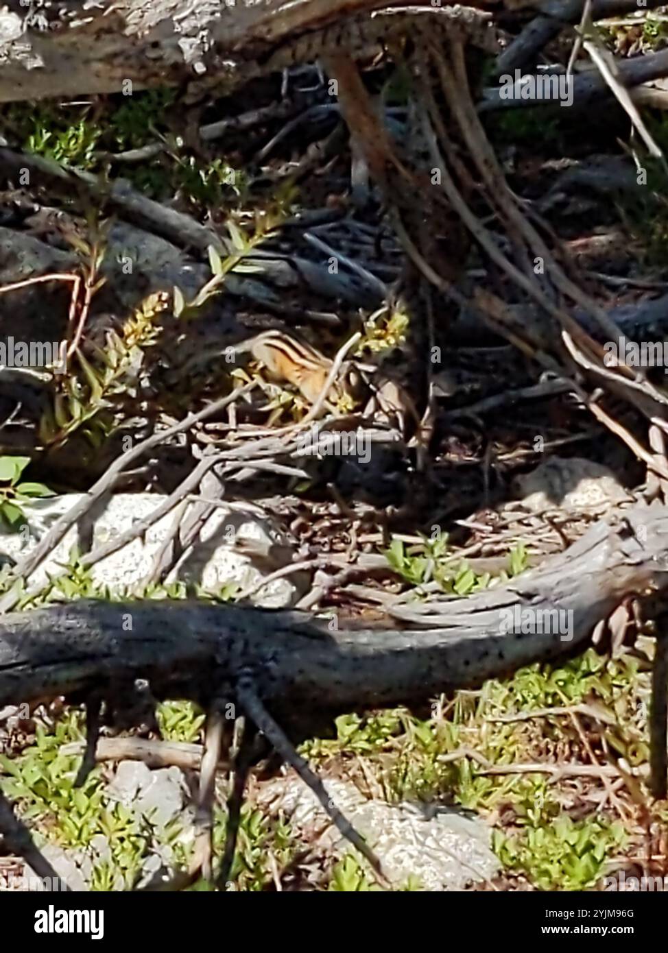 Least Chipmunk (Neotamias minimus Stock Photo - Alamy