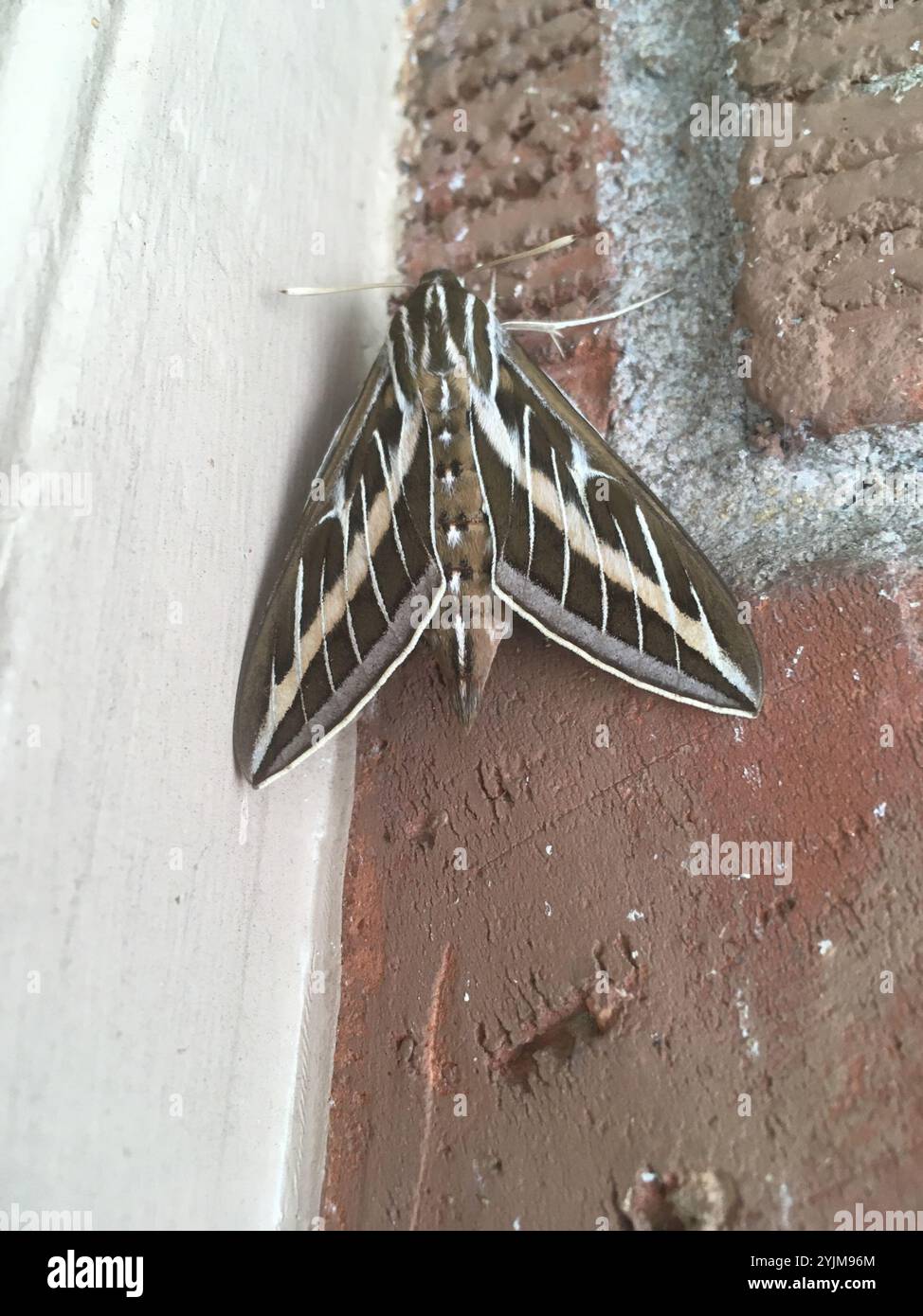White-lined Sphinx (Hyles lineata Stock Photo - Alamy
