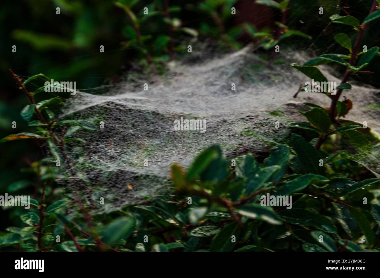 Spider or caterpillar web in the mist spun on a cotoneaster and ...