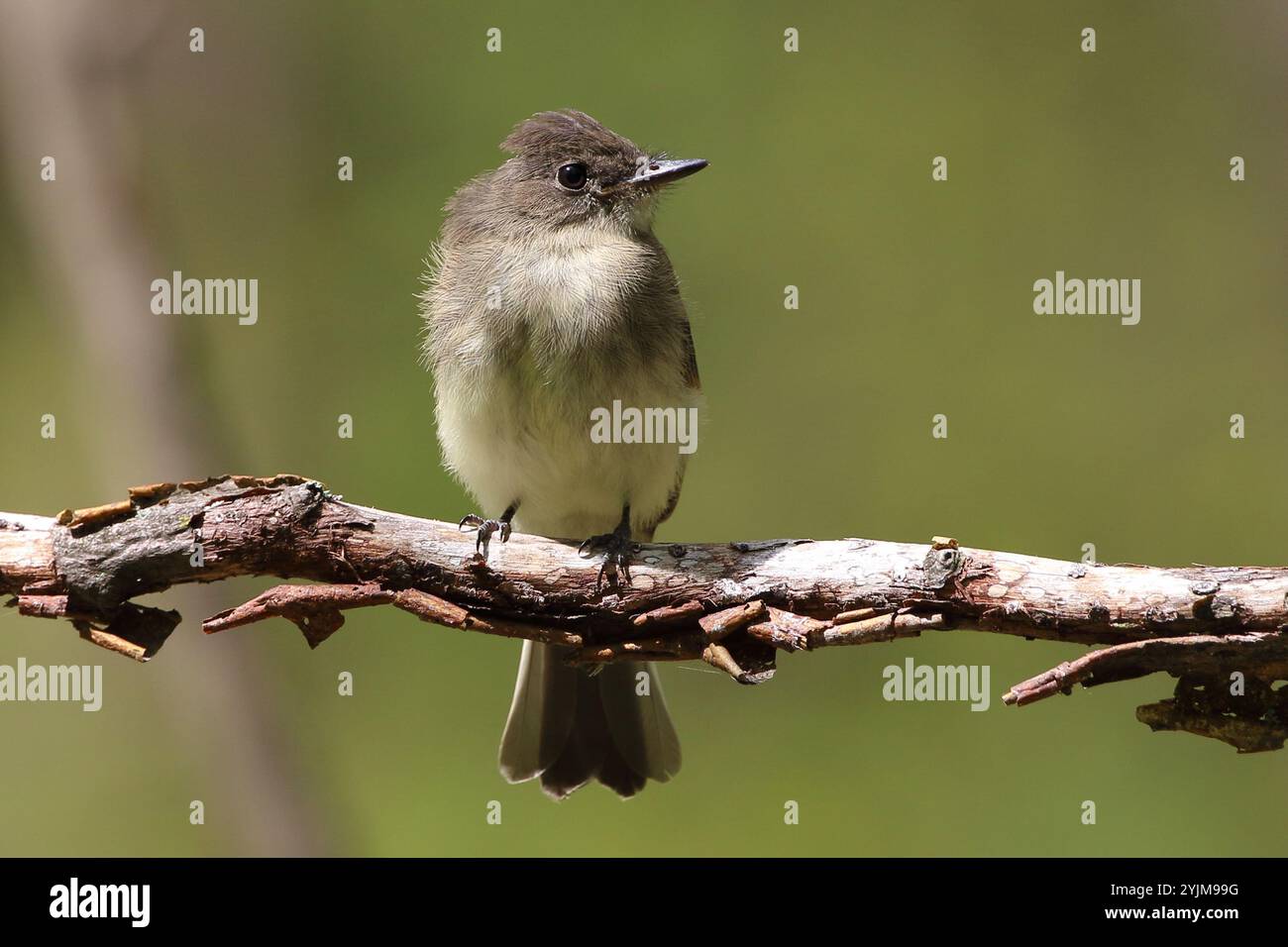 Eastern Phoebe (Sayornis phoebe Stock Photo - Alamy