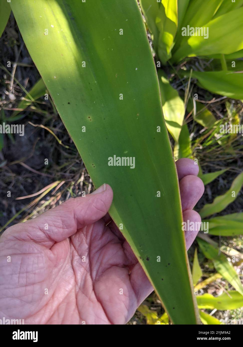 Century plant subfamily (Agavoideae Stock Photo - Alamy