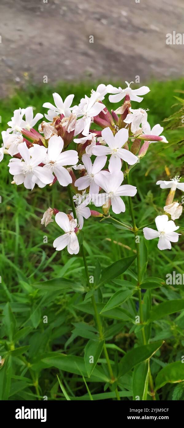 common soapwort (Saponaria officinalis Stock Photo - Alamy