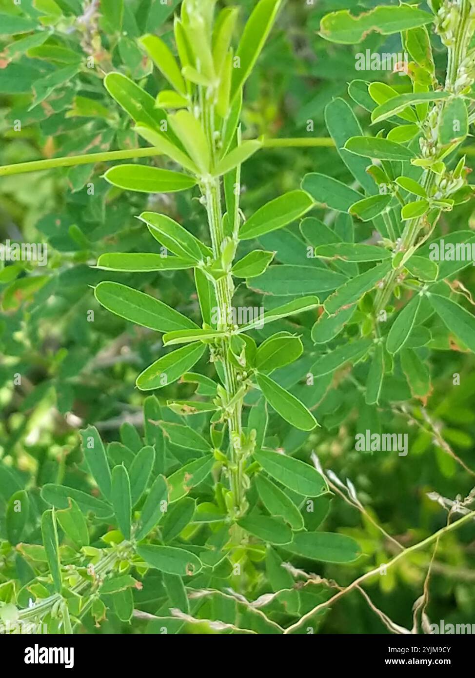 Chinese bushclover (Lespedeza cuneata Stock Photo - Alamy
