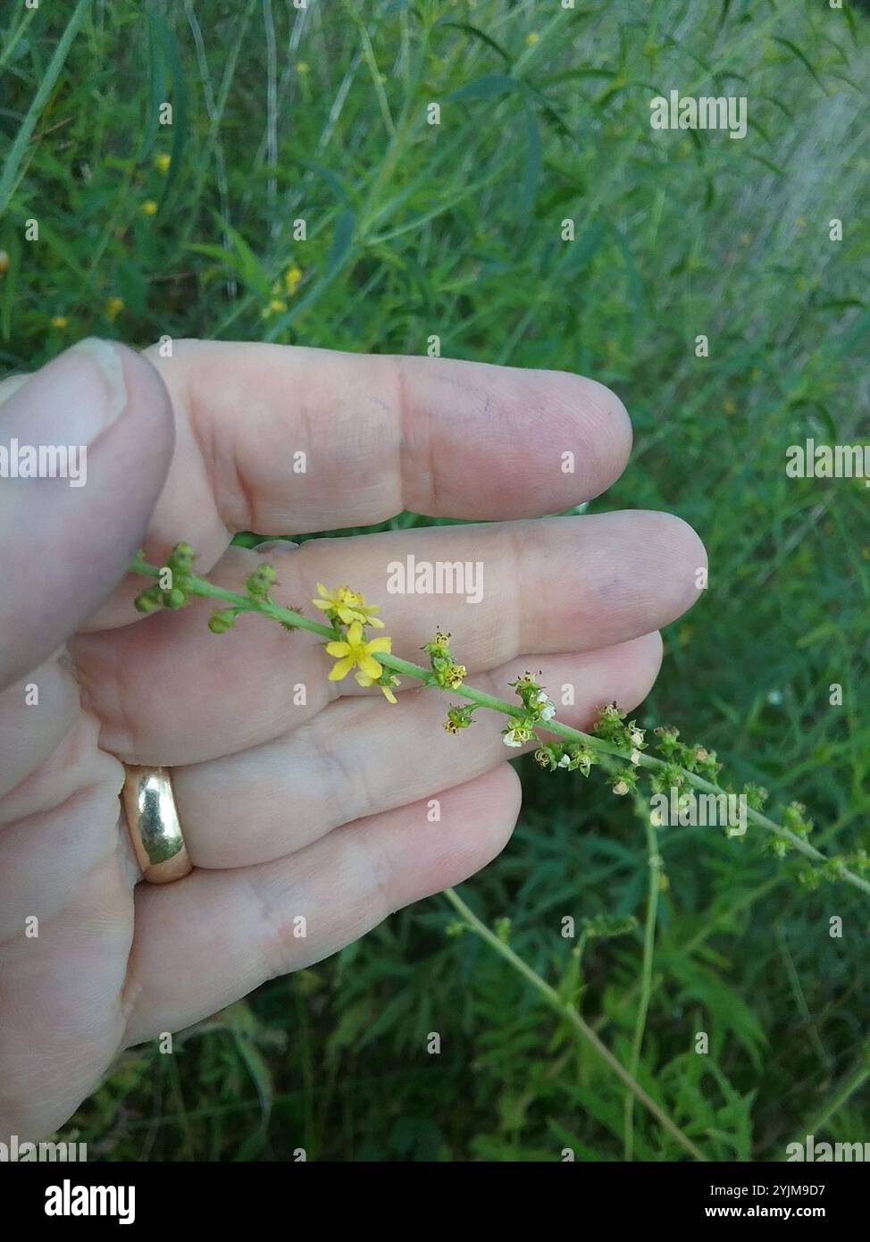swamp agrimony (Agrimonia parviflora Stock Photo - Alamy