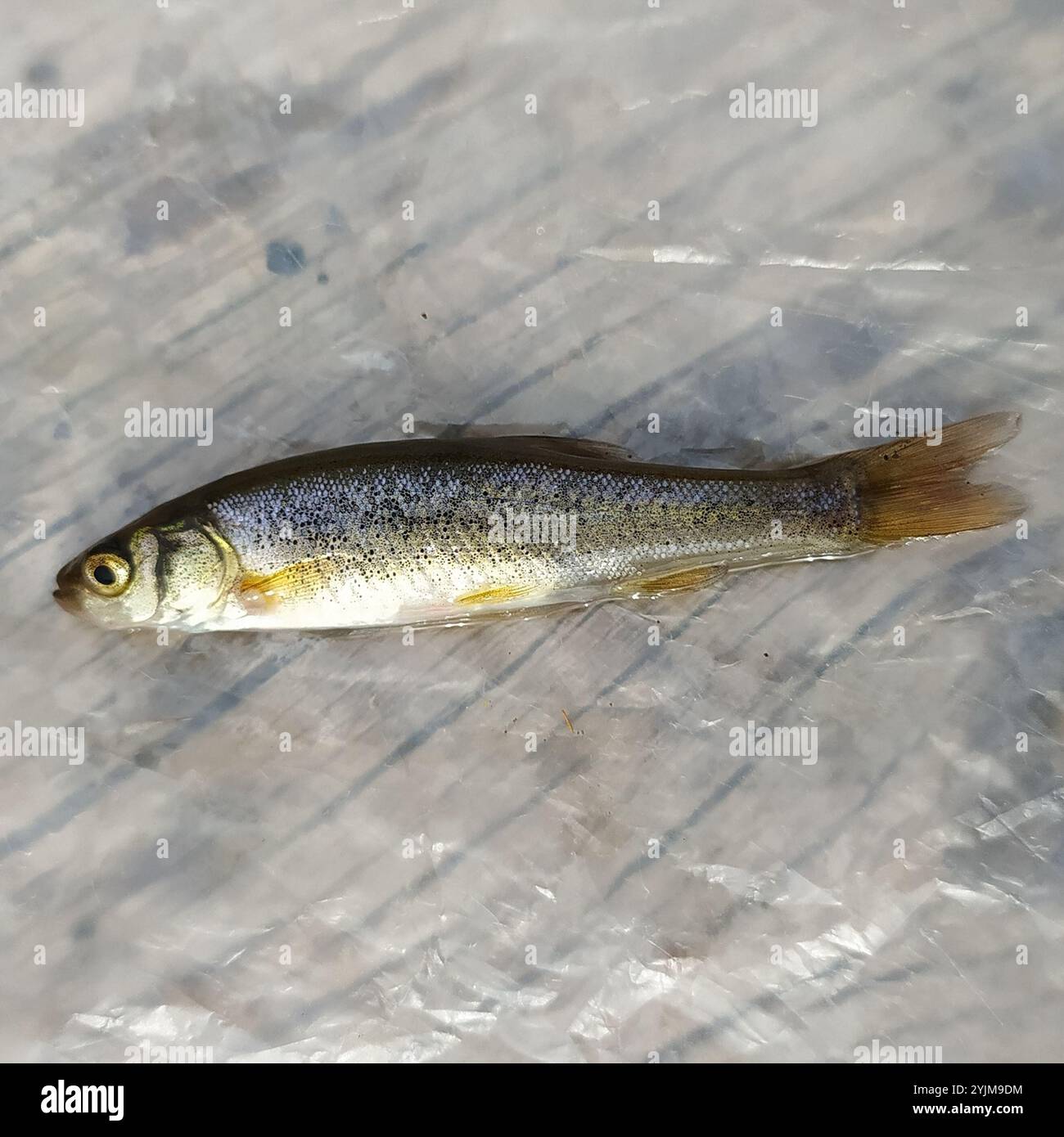 Rhynchocypris hi-res stock photography and images - Alamy