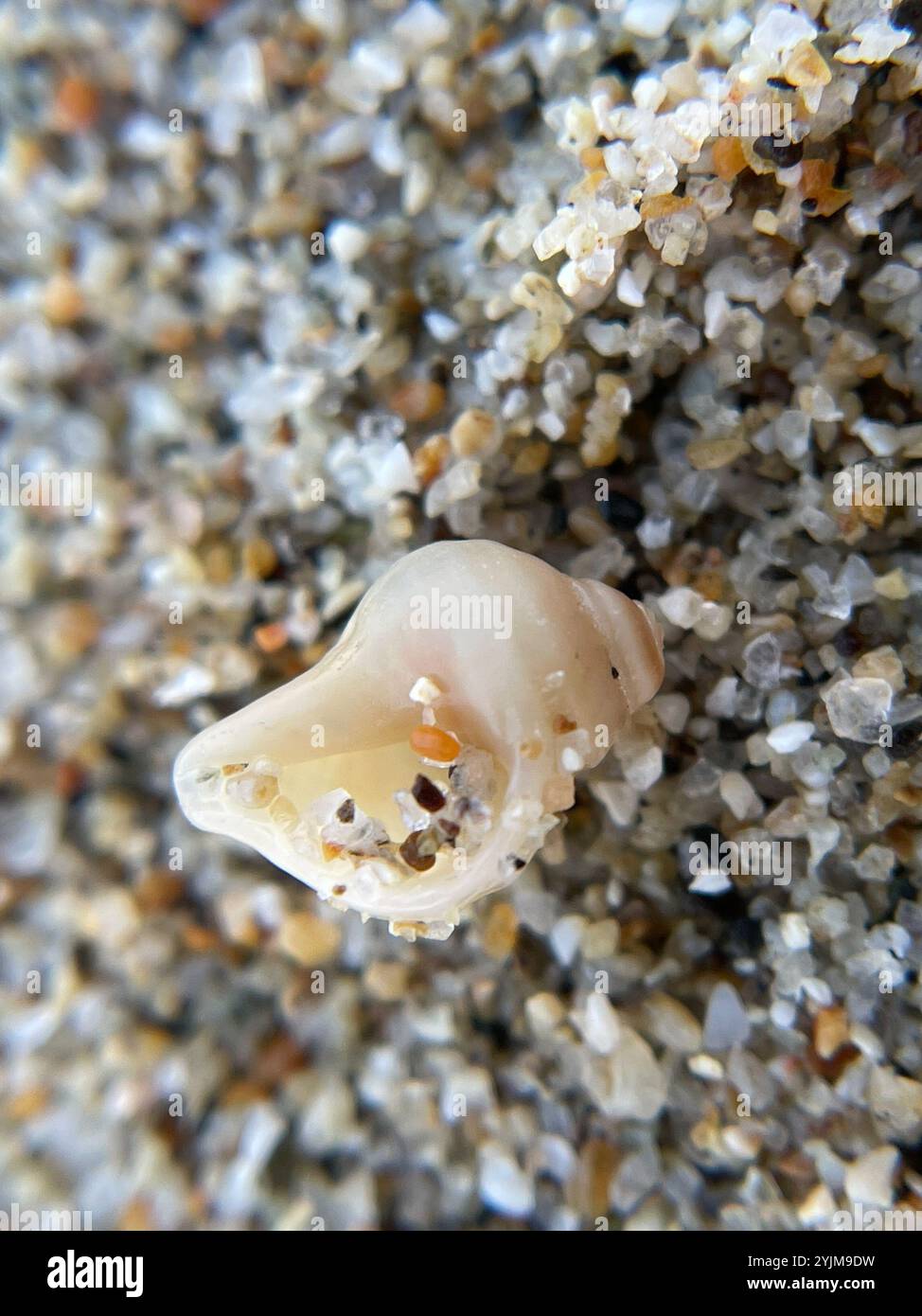 Frilled Dogwinkle (Nucella lamellosa Stock Photo - Alamy