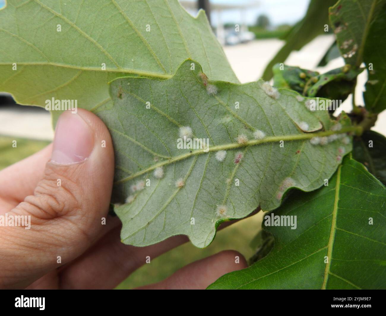 oak flake gall wasp (Neuroterus quercusverrucarum Stock Photo - Alamy