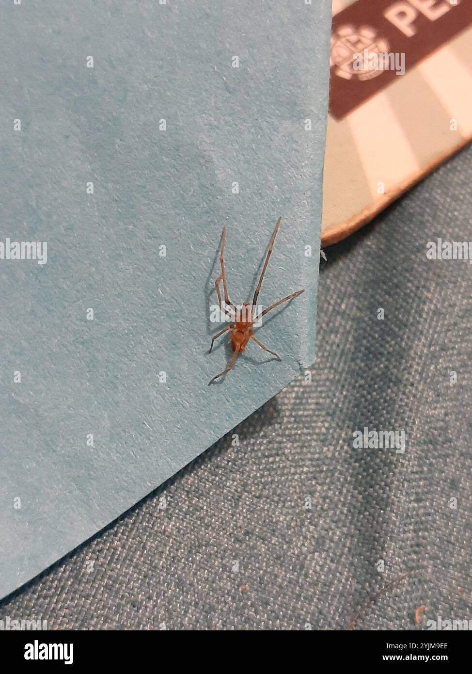 Crevice Weavers (Filistatidae Stock Photo - Alamy