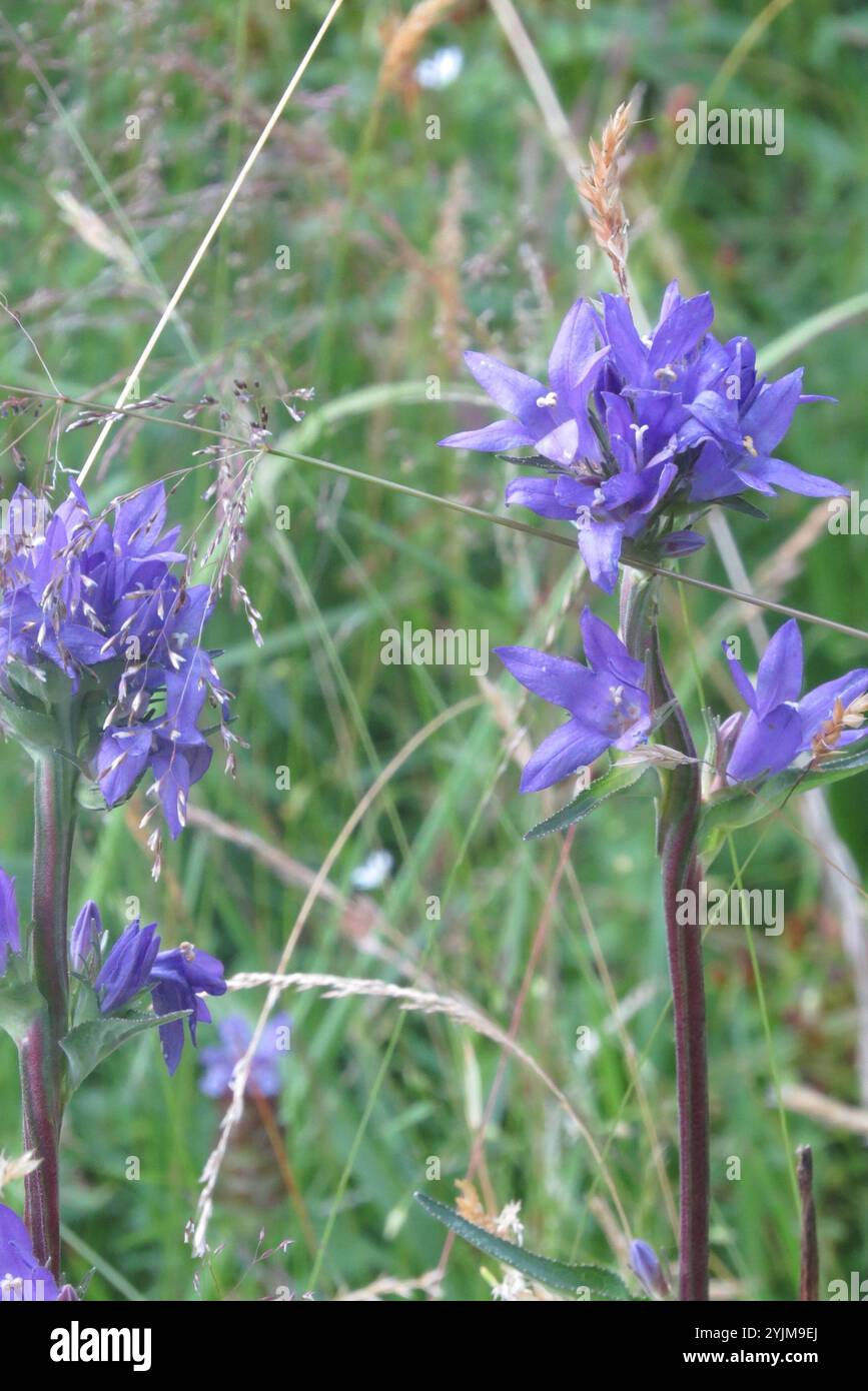 clustered bellflower (Campanula glomerata Stock Photo - Alamy