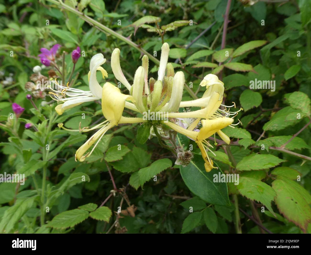 Common Honeysuckle (Lonicera periclymenum Stock Photo - Alamy