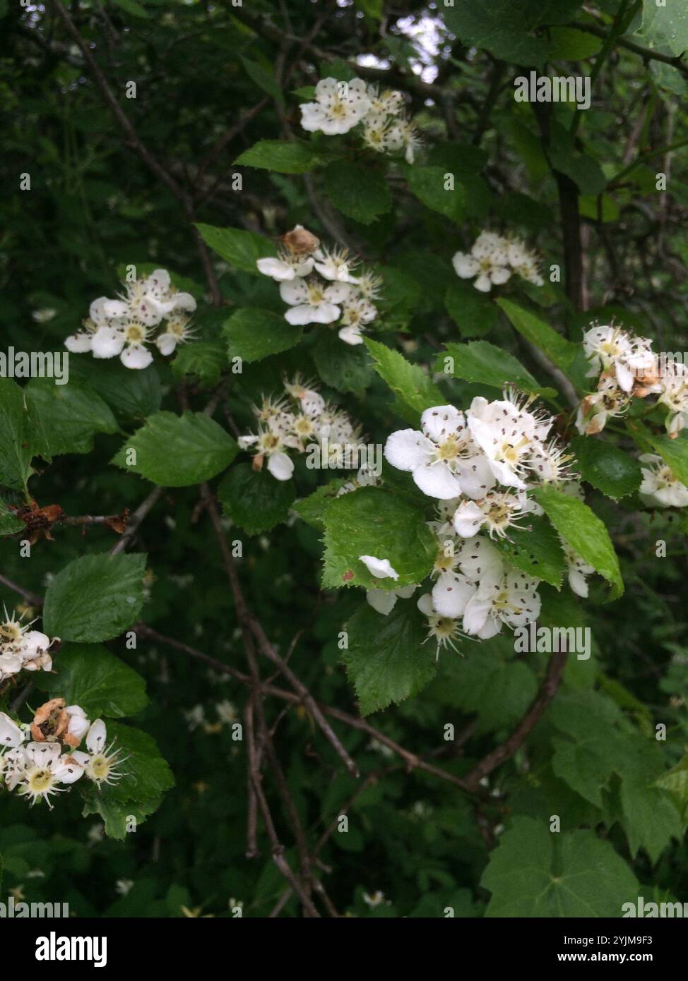 Caughnawaga hi-res stock photography and images - Alamy