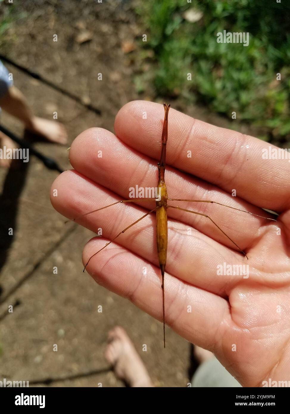 Brown Waterscorpion (Ranatra fusca Stock Photo - Alamy