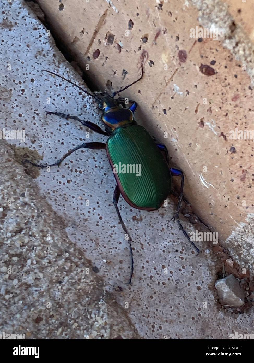 Fiery Searcher (Calosoma scrutator Stock Photo - Alamy