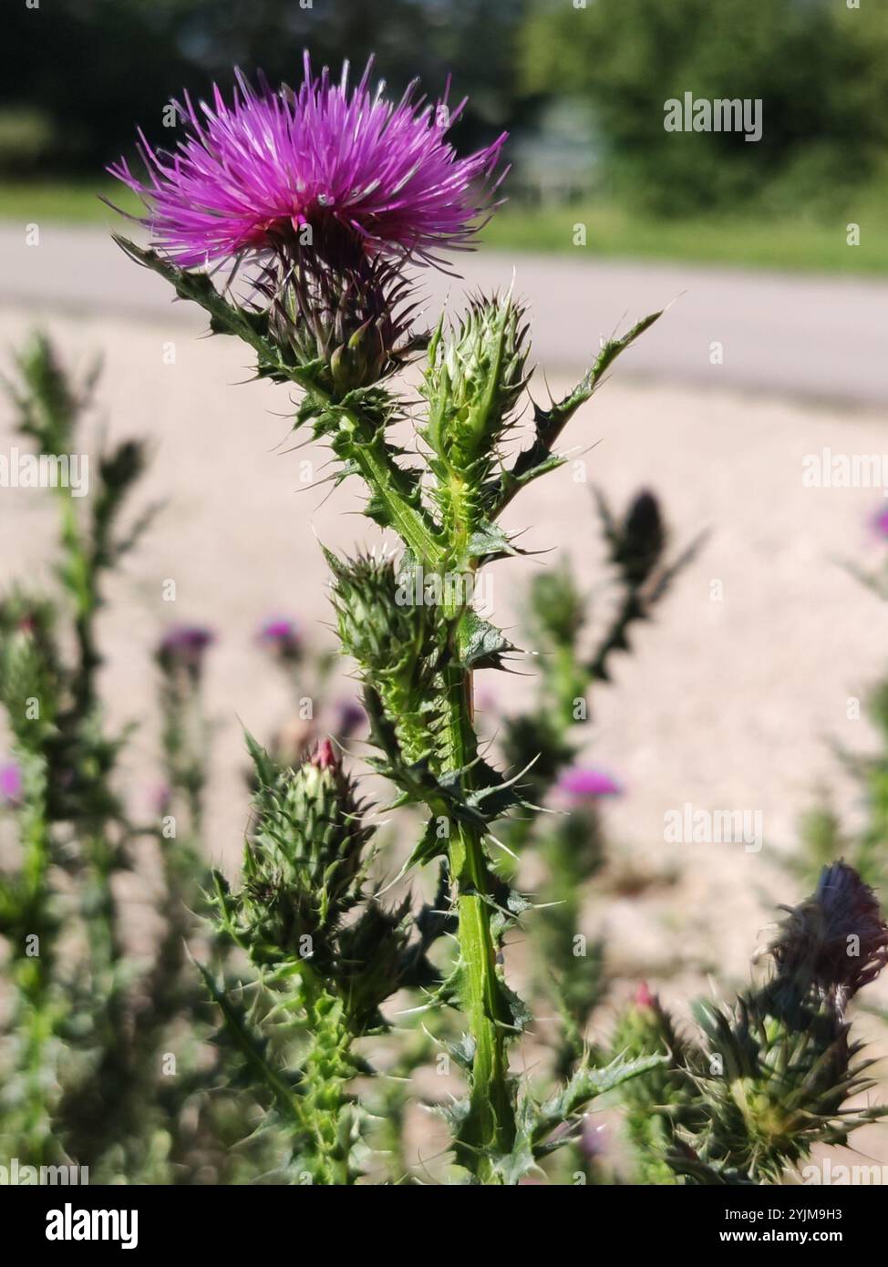 Broad winged thistle hi-res stock photography and images - Alamy