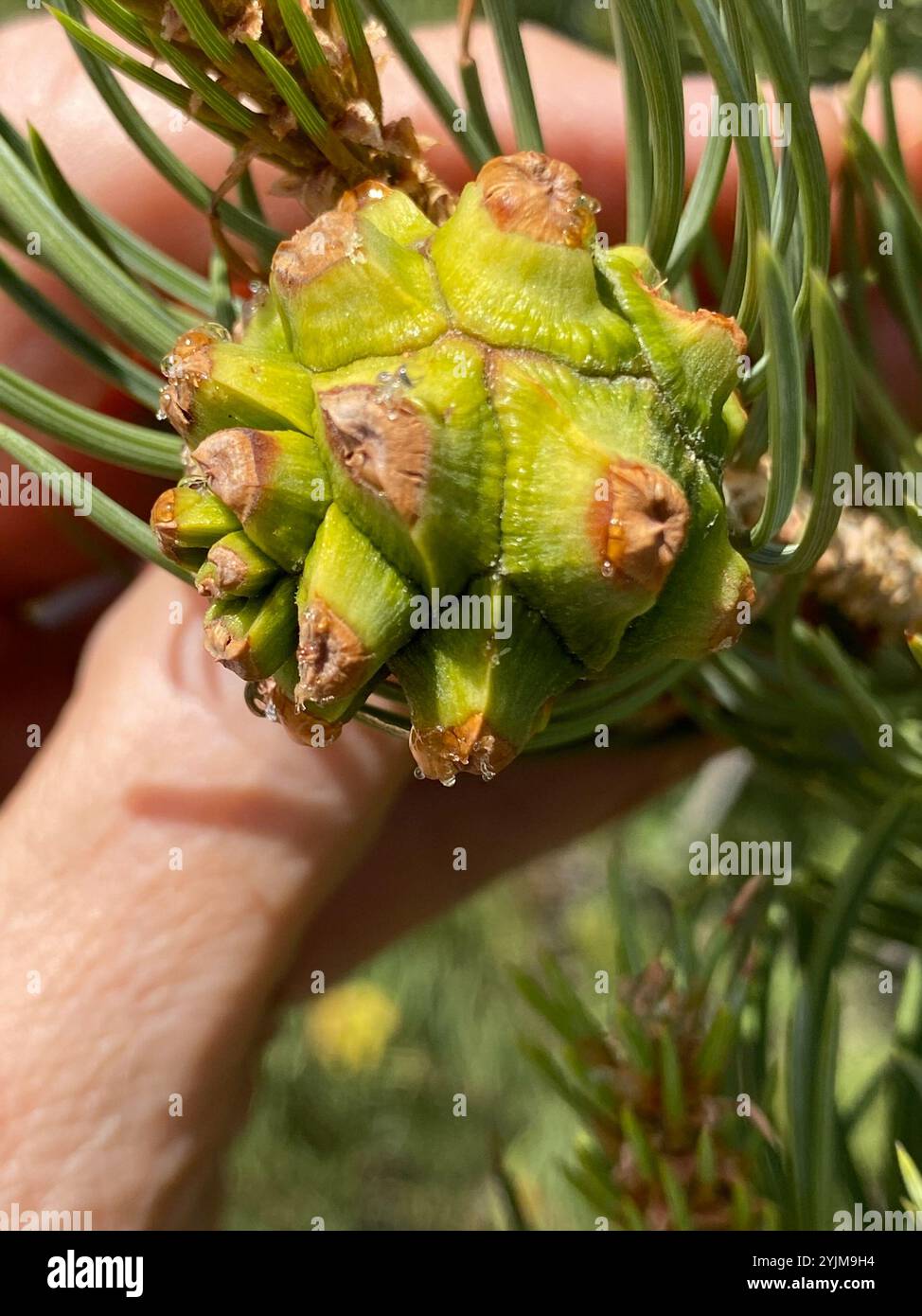 Colorado Pinyon (Pinus edulis Stock Photo - Alamy