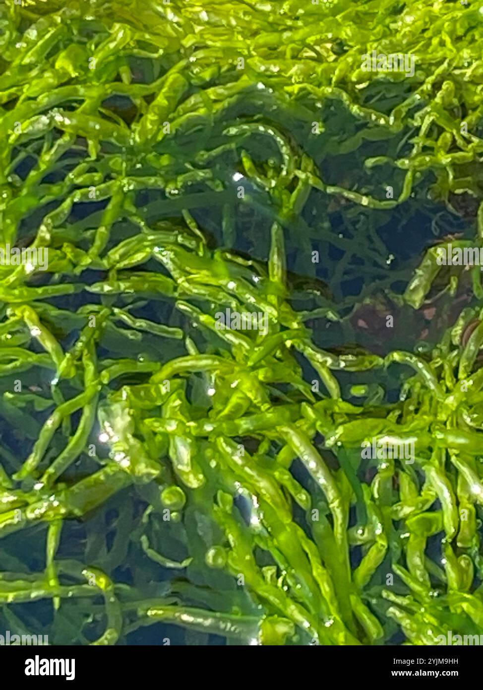 green algae (Chlorophyta Stock Photo - Alamy