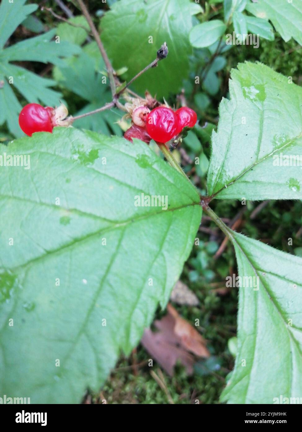 Stone Bramble (Rubus saxatilis Stock Photo - Alamy