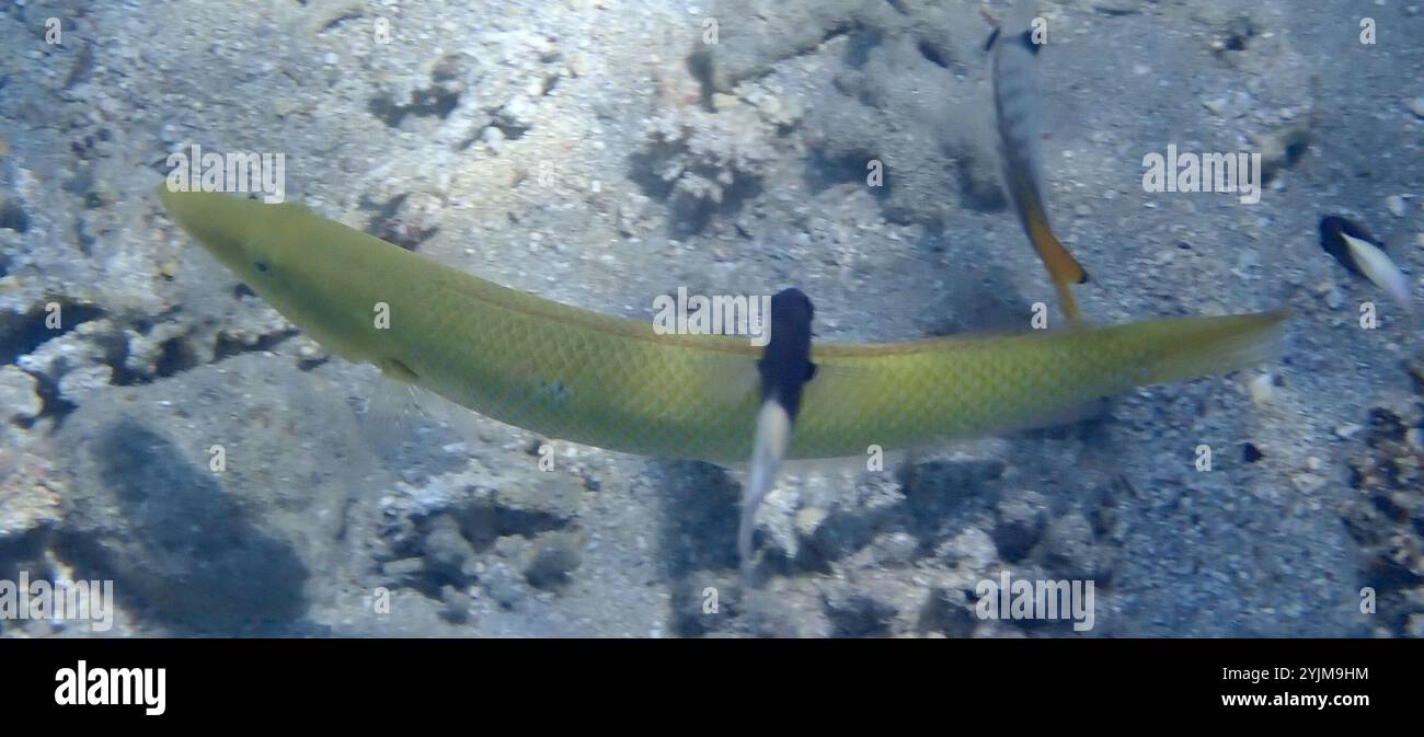 Cigar wrasse hi-res stock photography and images - Alamy