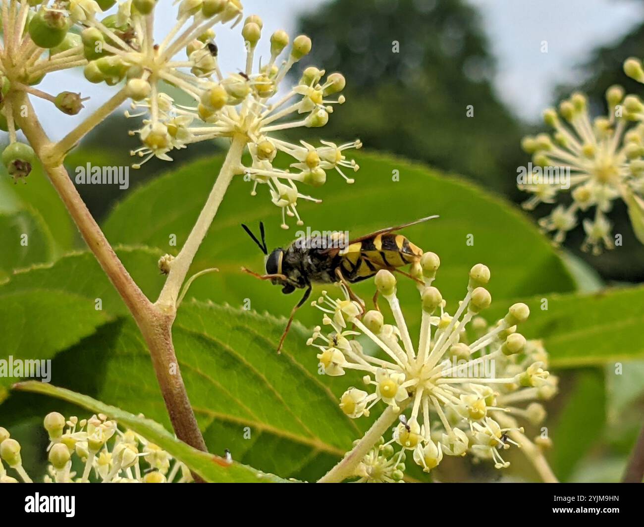Banded General (Stratiomys potamida Stock Photo - Alamy