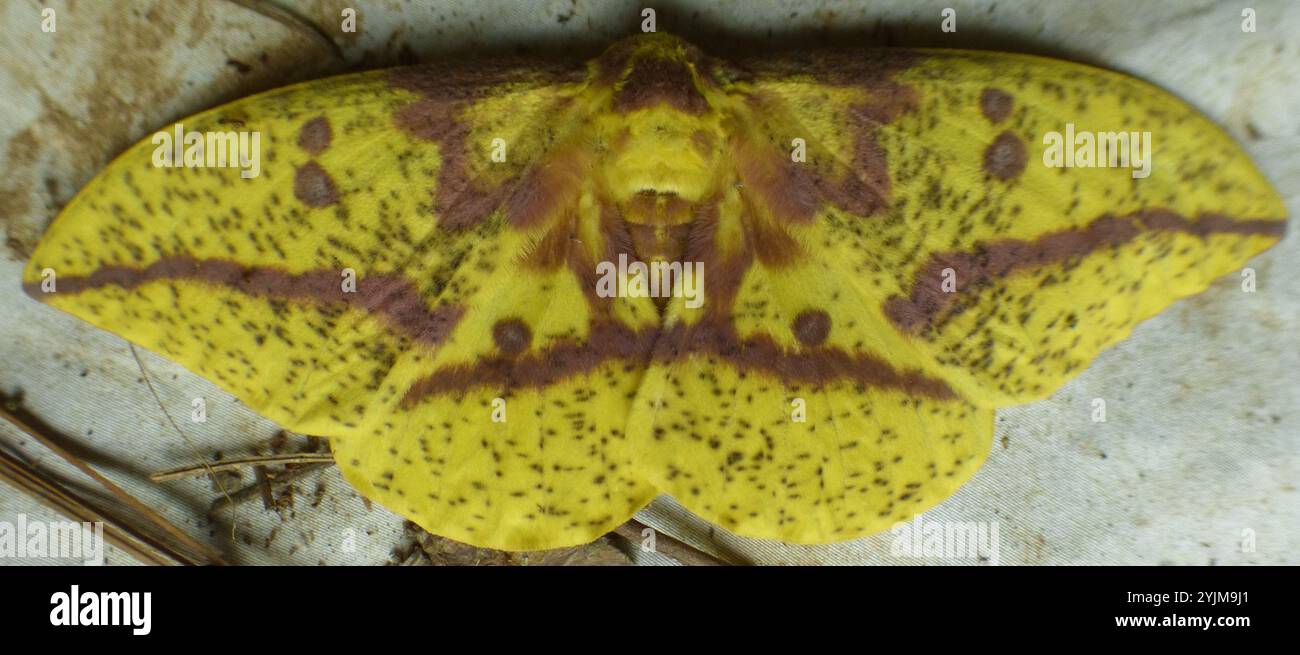 Imperial Moth (Eacles imperialis Stock Photo - Alamy