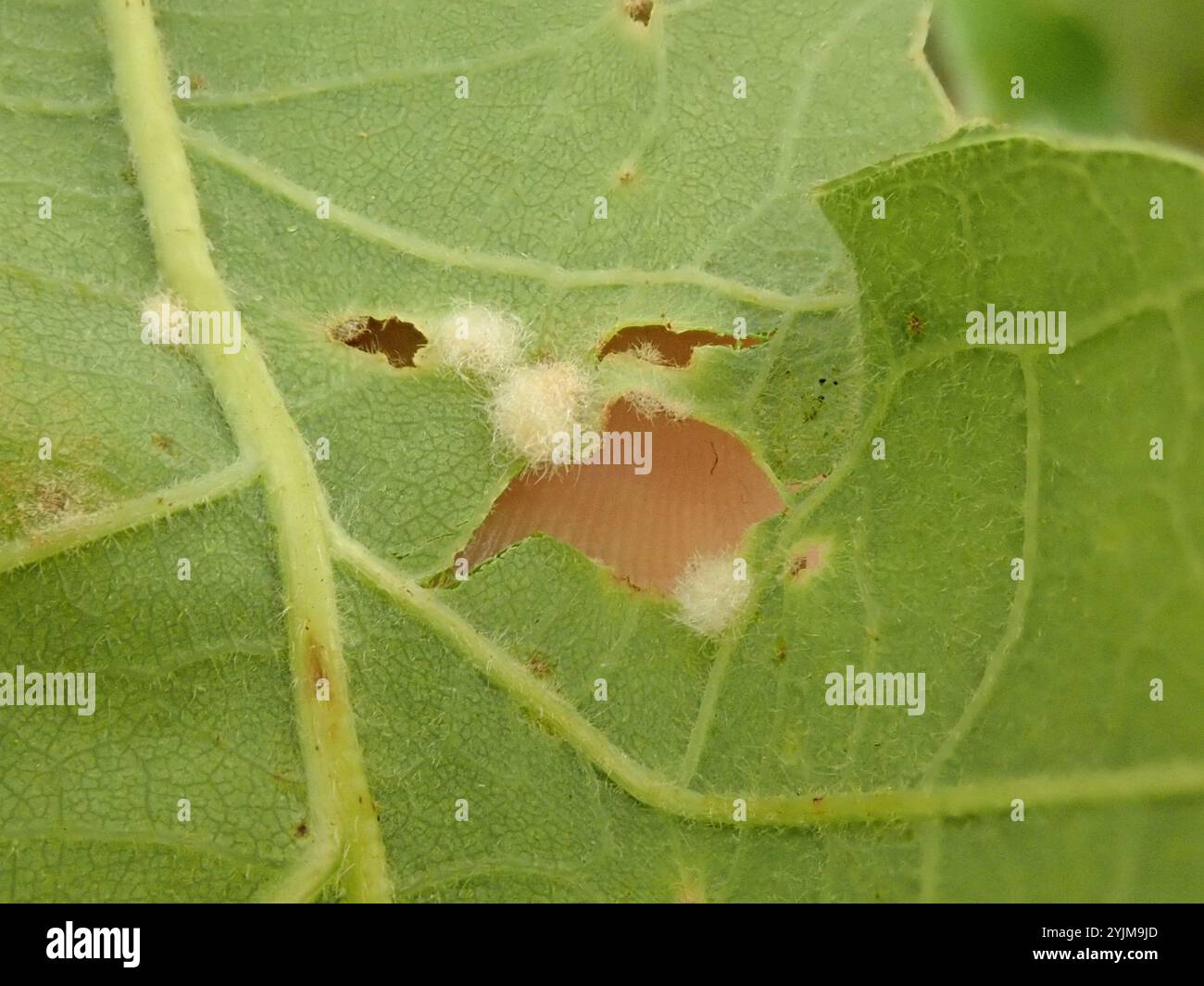 oak flake gall wasp (Neuroterus quercusverrucarum Stock Photo - Alamy