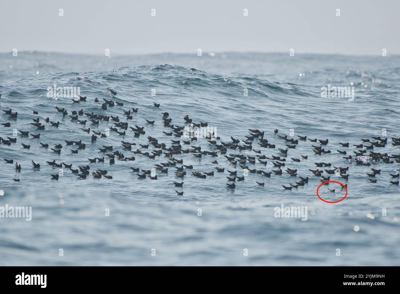 Fork-tailed Storm-Petrel (Hydrobates furcatus Stock Photo - Alamy