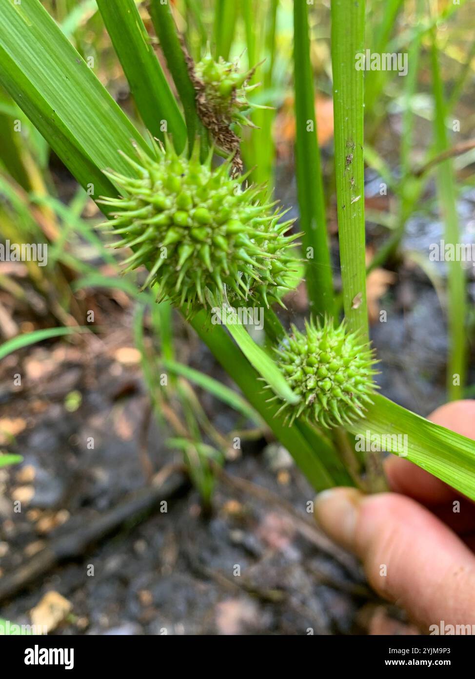 Sparganium androcladum hi-res stock photography and images - Alamy