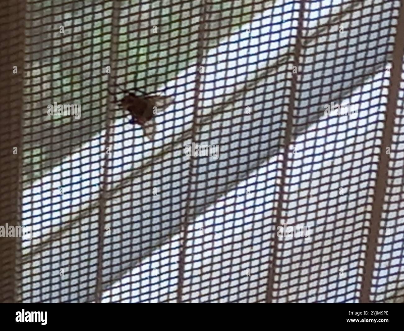 Common House Fly (Musca domestica Stock Photo - Alamy