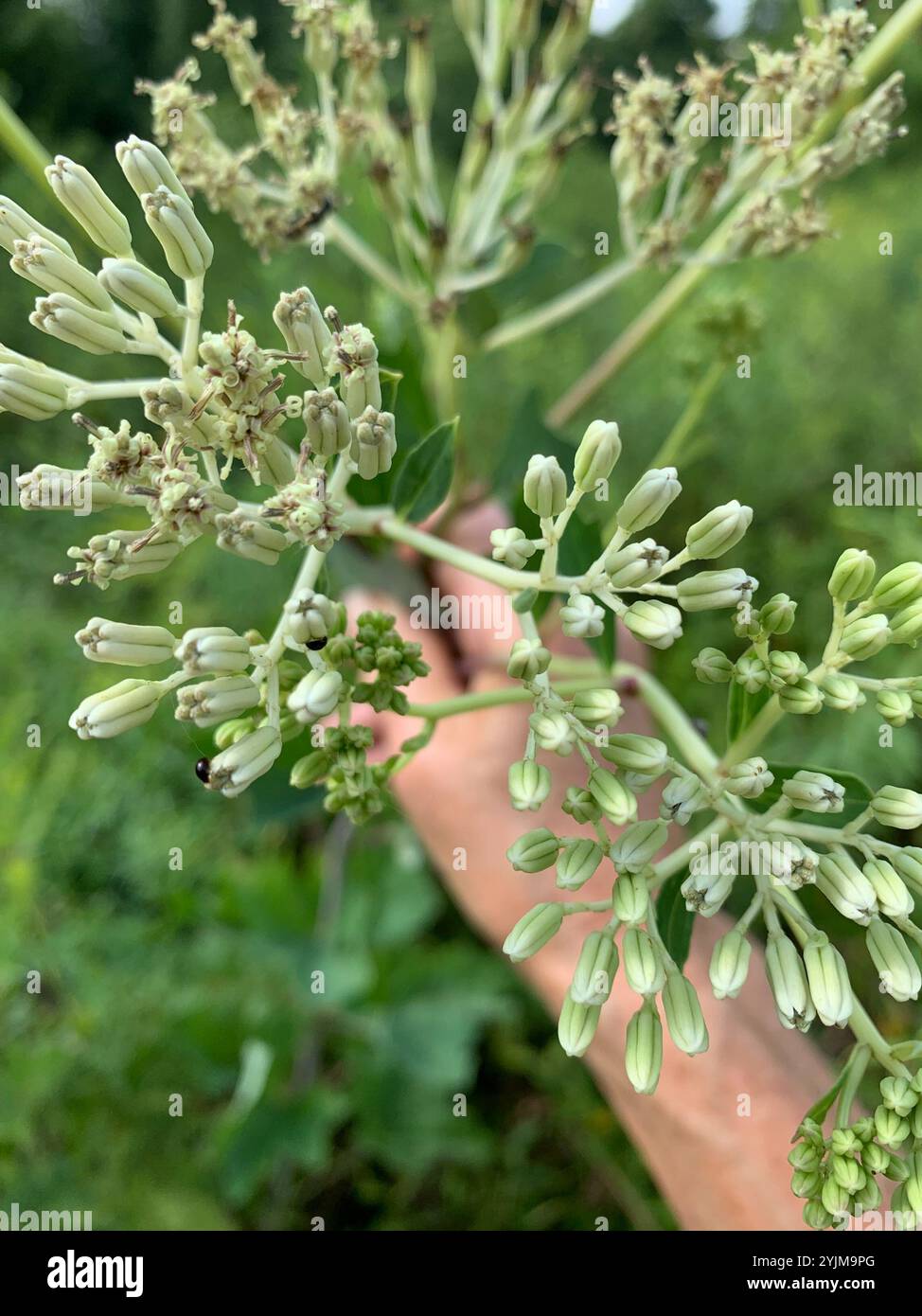 pale Indian plantain (Arnoglossum atriplicifolium Stock Photo - Alamy