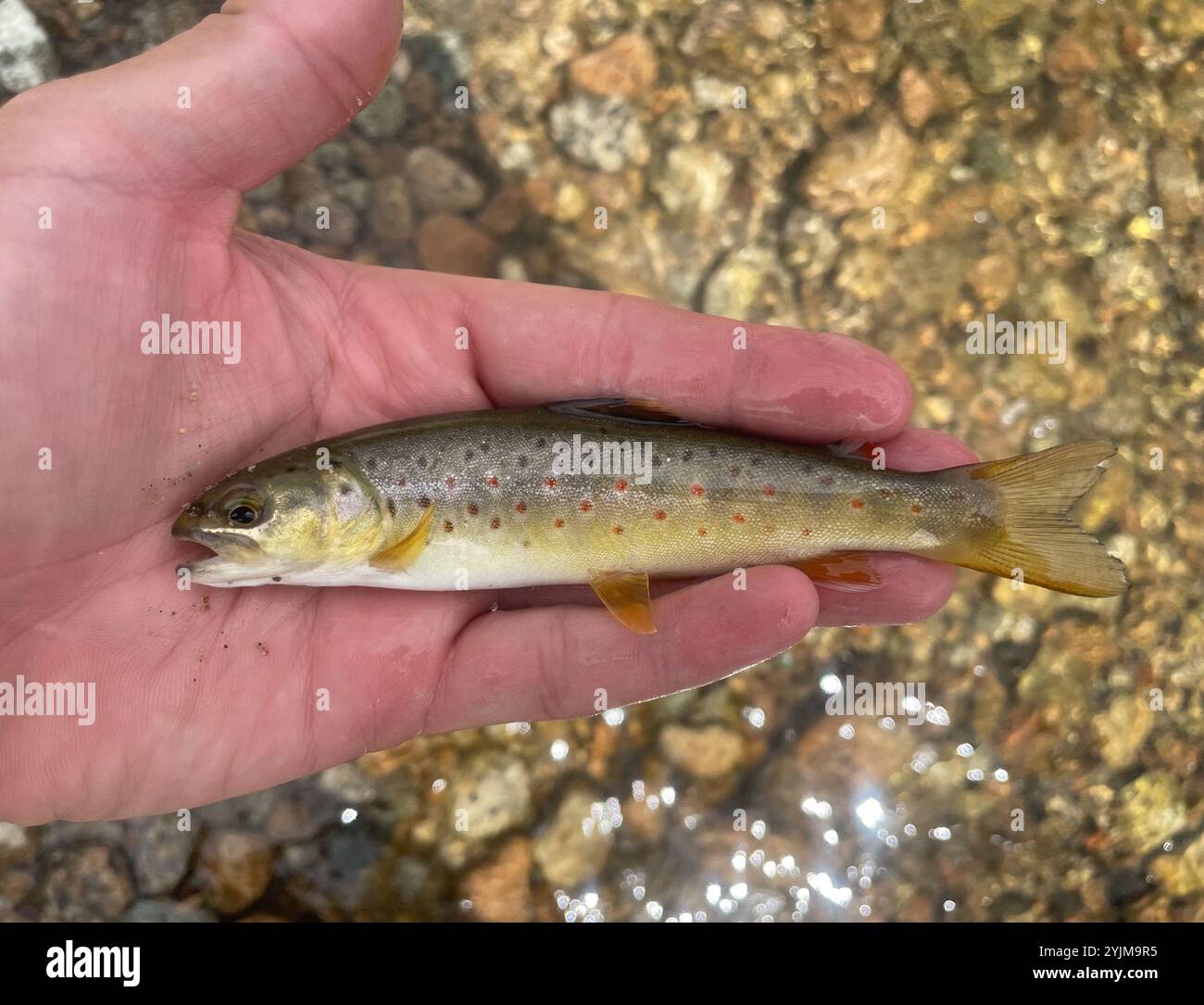 Brown Trout (Salmo trutta Stock Photo - Alamy