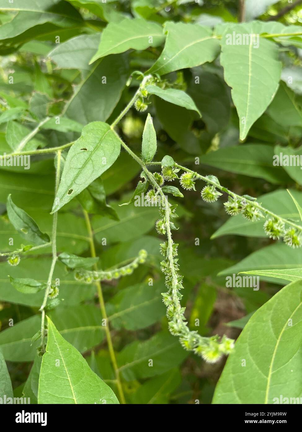 virginia stickseed (Hackelia virginiana Stock Photo - Alamy