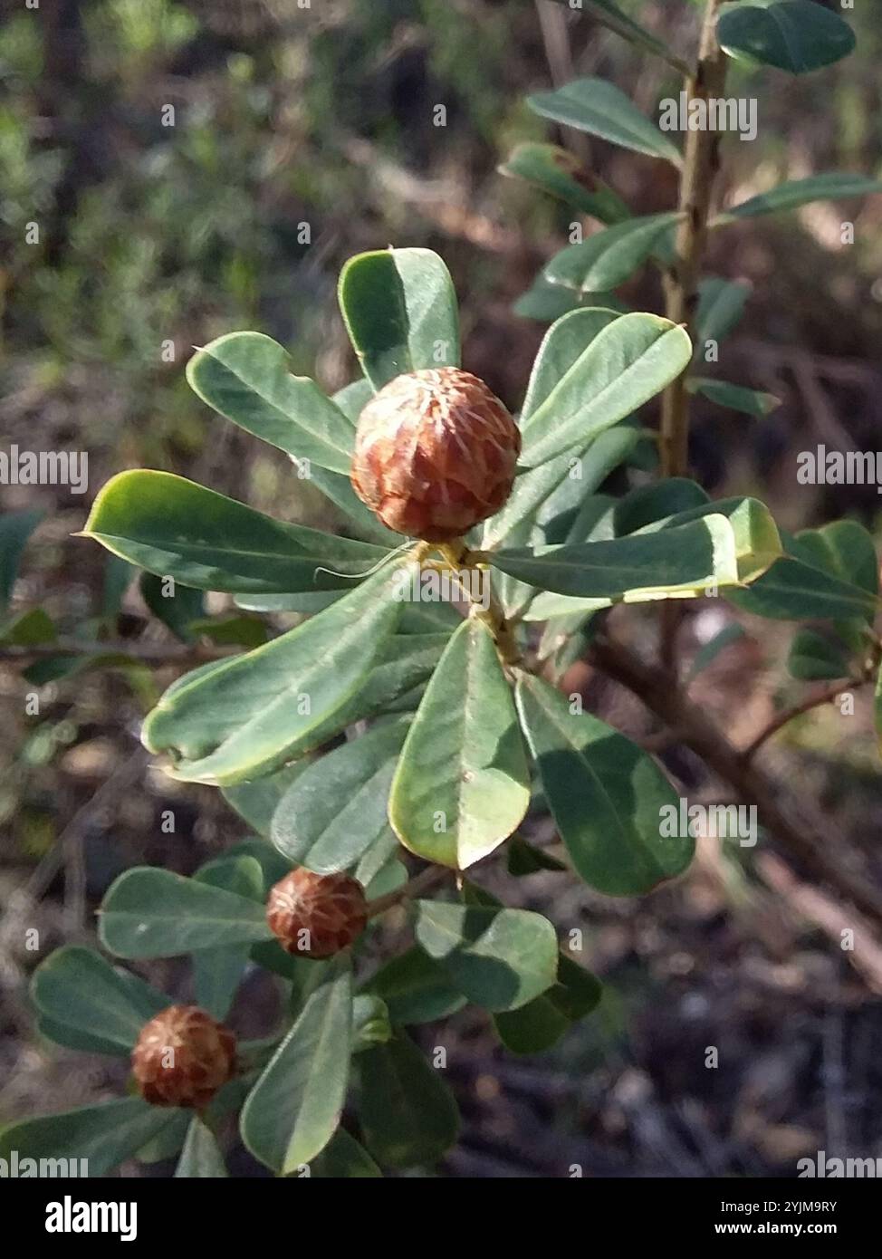 Large-leaf Bush Pea (Pultenaea daphnoides Stock Photo - Alamy